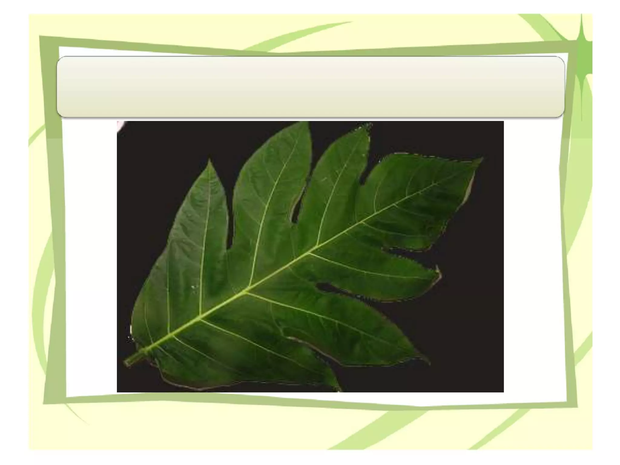 4 Morfologi Daun.pptx