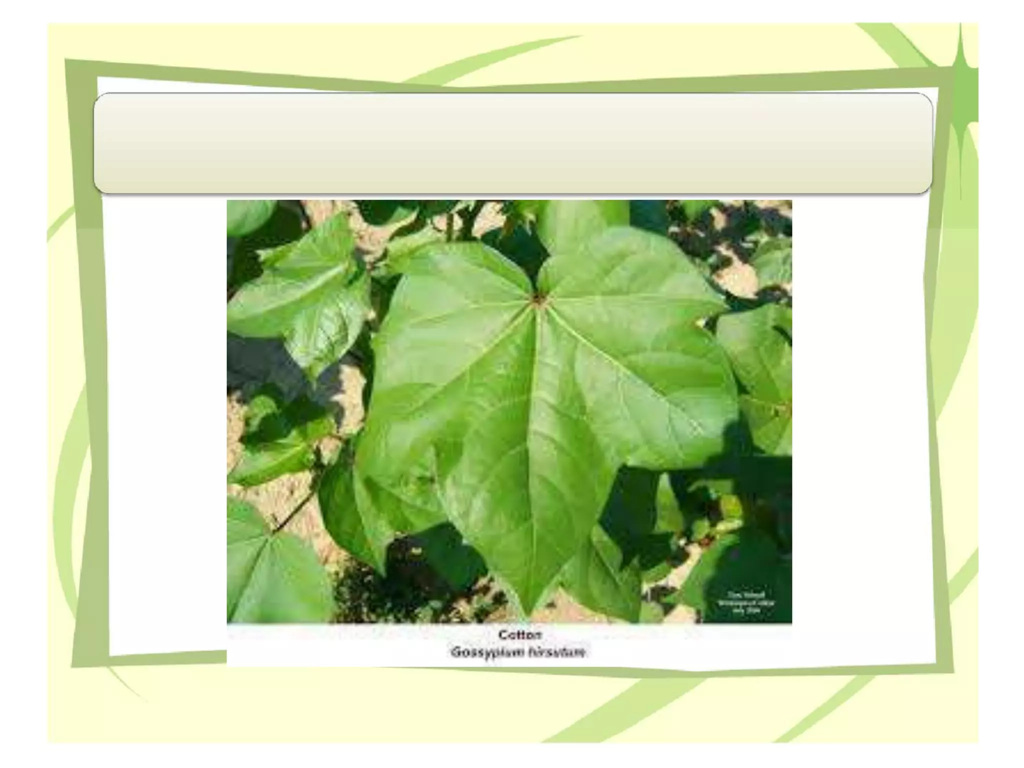 4 Morfologi Daun.pptx