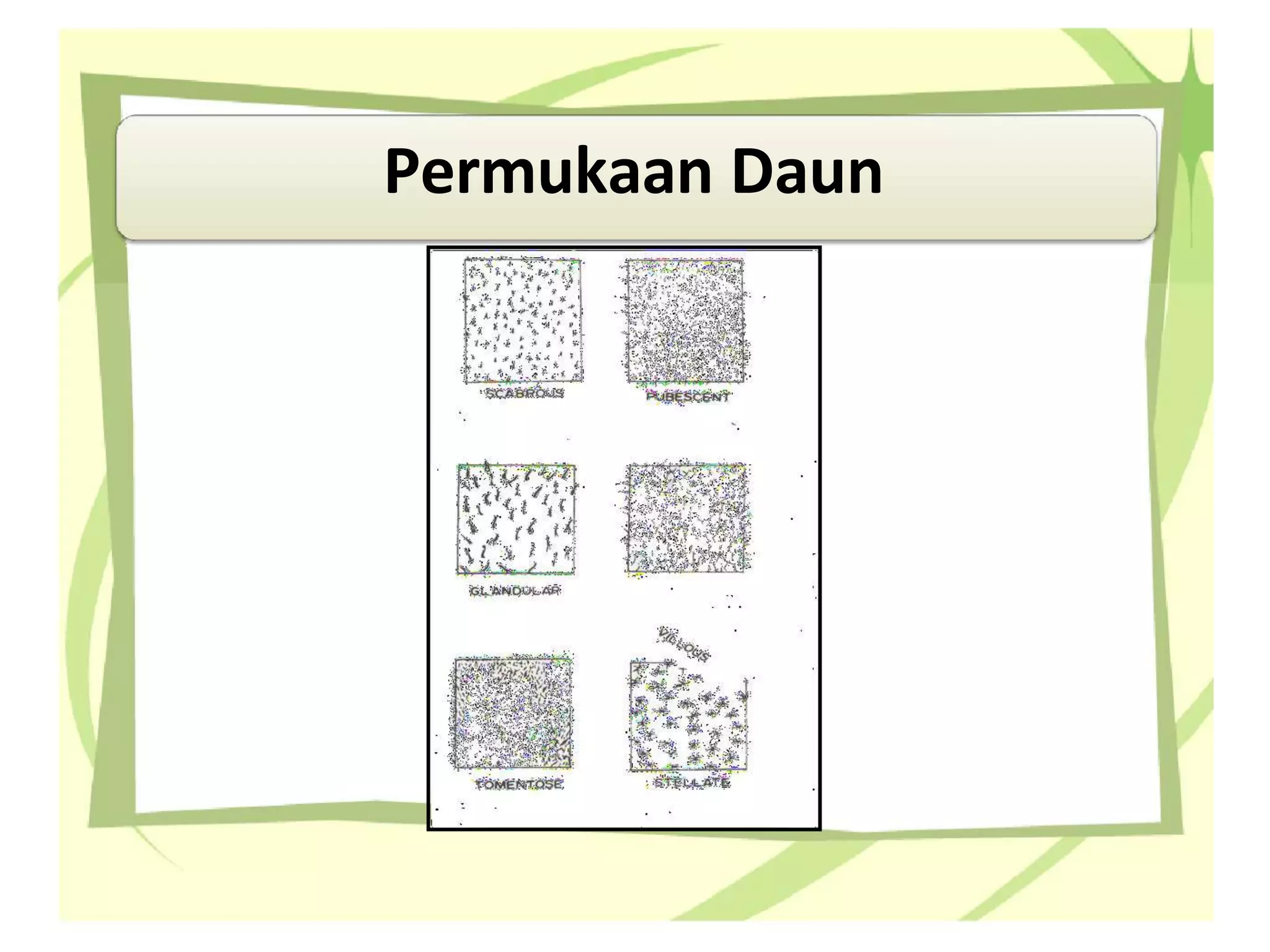 4 Morfologi Daun.pptx