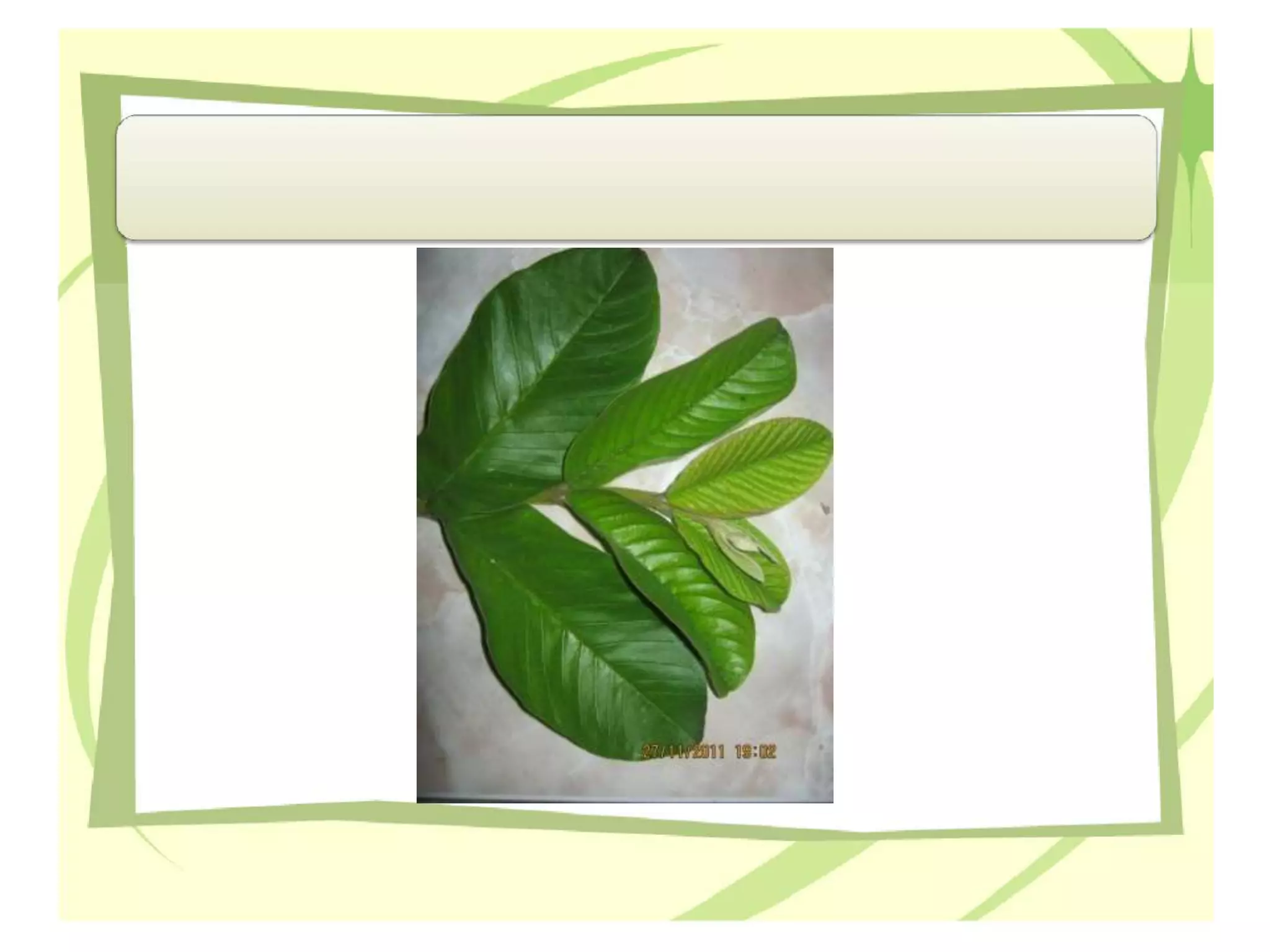 4 Morfologi Daun.pptx