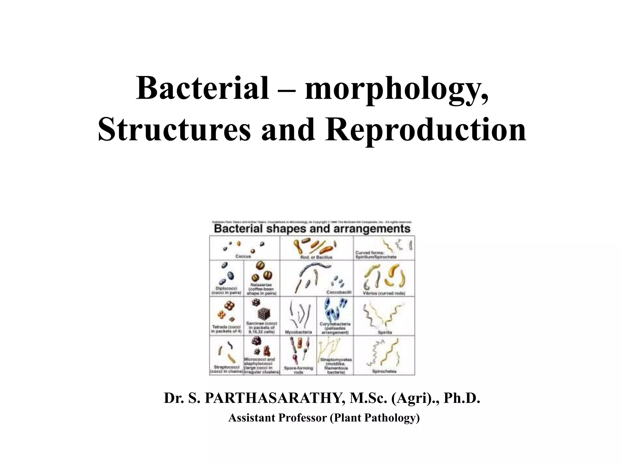 Morphology of bacteria | PPT