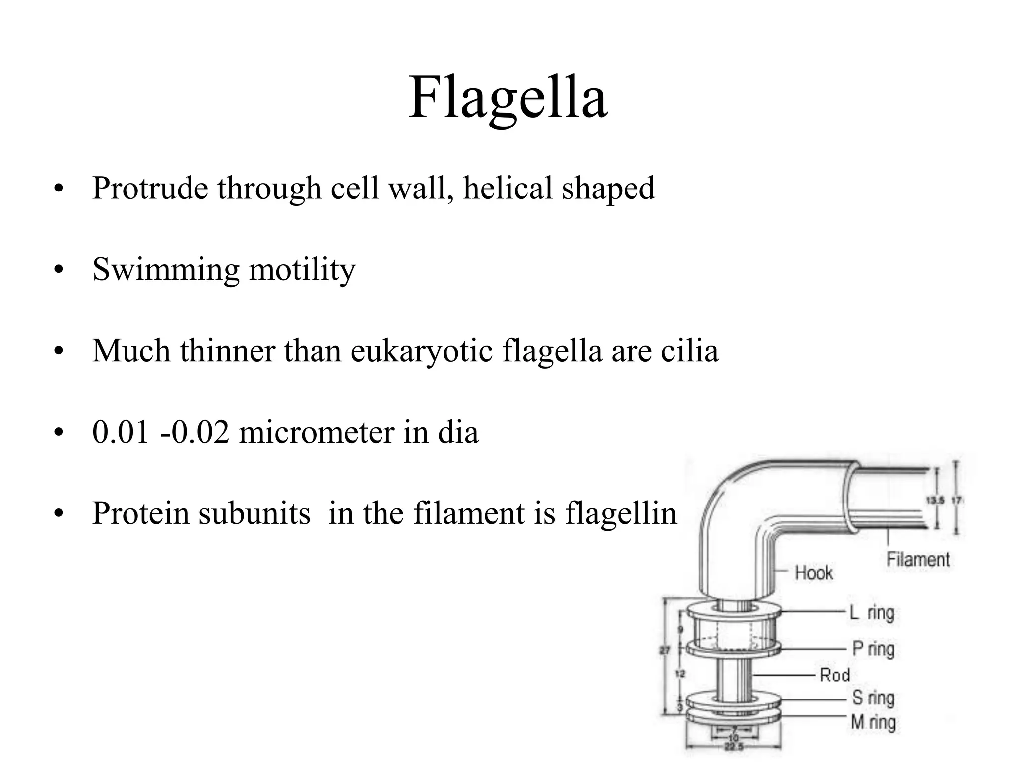 Morphology of bacteria | PPT