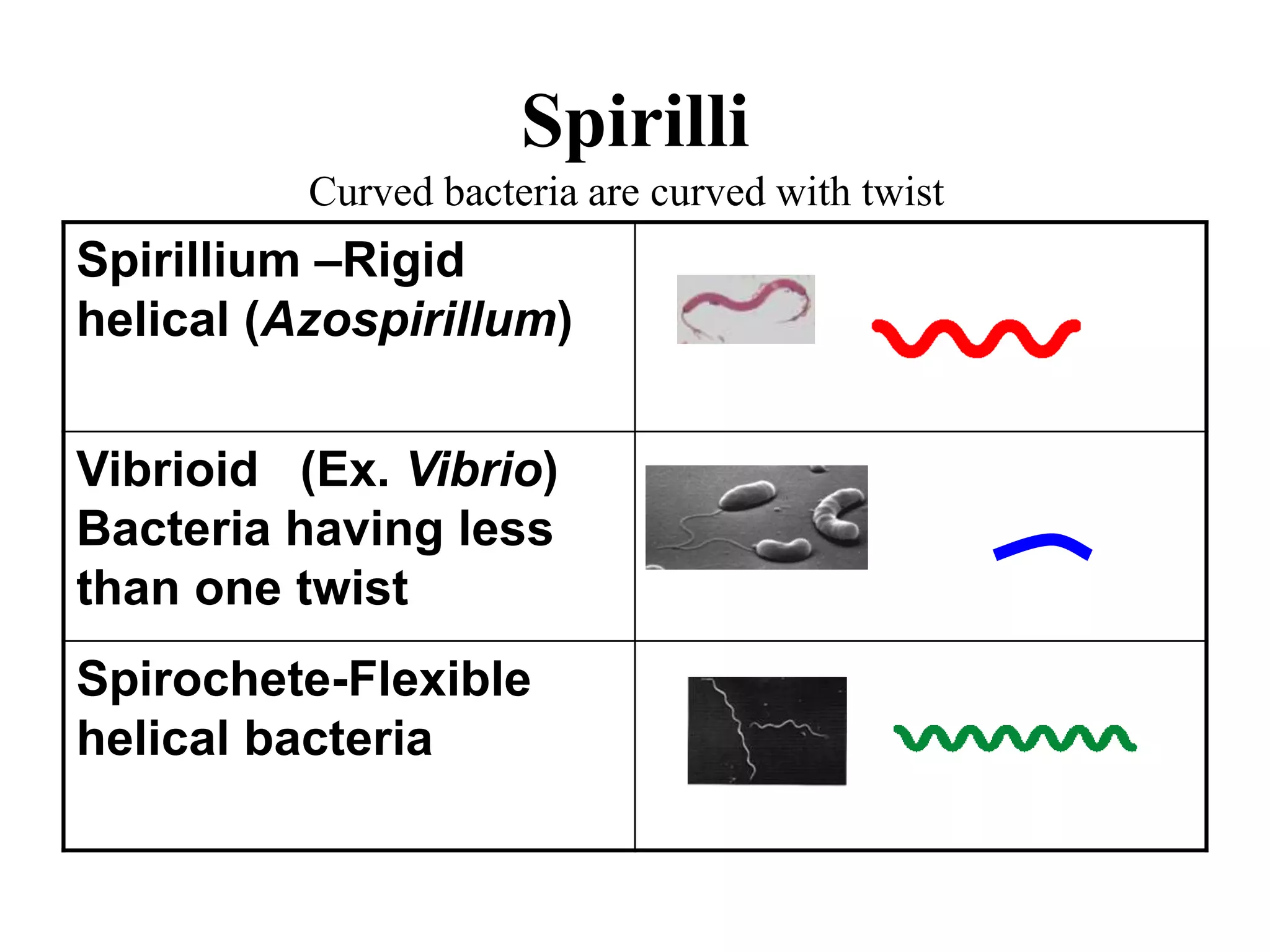 Morphology of bacteria | PPT