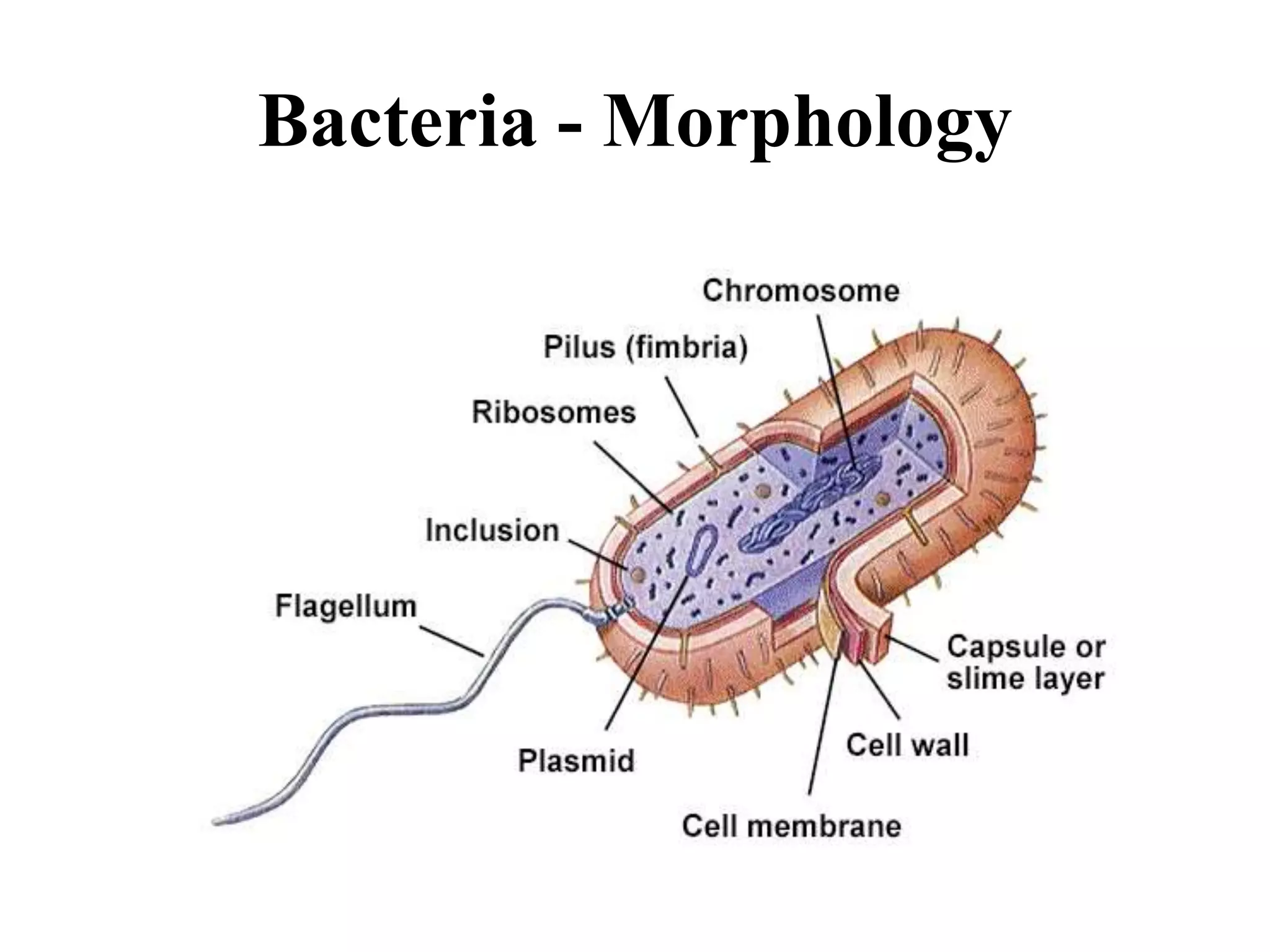 Morphology of bacteria | PPT