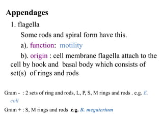 Morphology of bacteria | PPT
