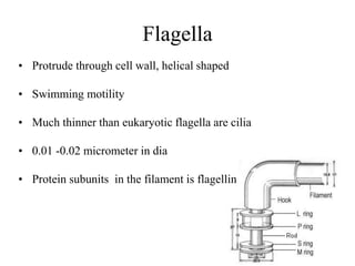Morphology of bacteria | PPT