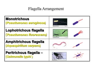 Morphology of bacteria | PPT