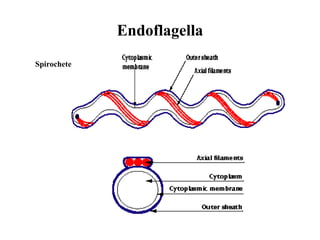 Morphology of bacteria | PPT