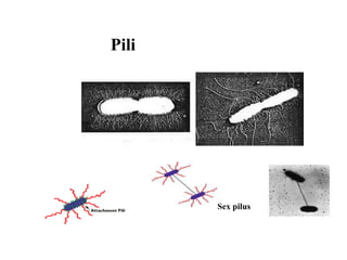 Morphology of bacteria | PPT