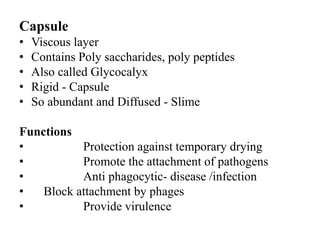 Morphology of bacteria | PPT
