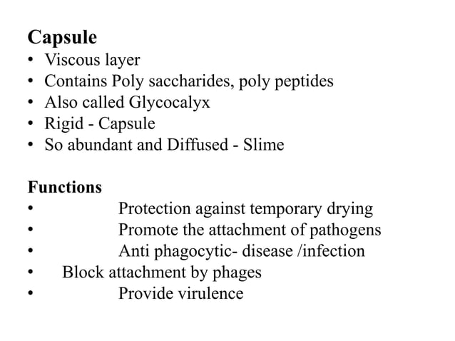 Morphology of bacteria | PPT | Biological Sciences | Science