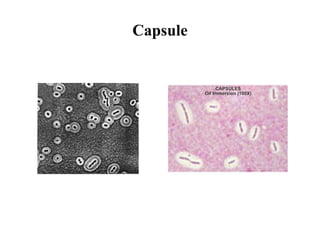 Morphology of bacteria | PPT | Biological Sciences | Science