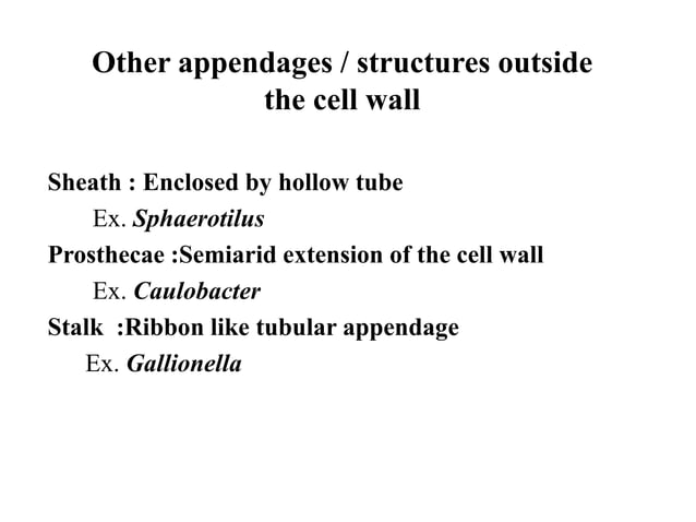 Morphology of bacteria | PPT | Biological Sciences | Science