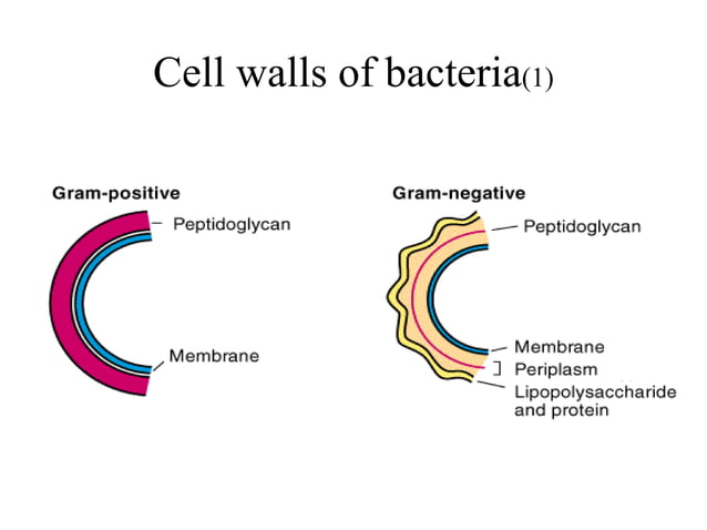 Morphology of bacteria | PPT | Biological Sciences | Science