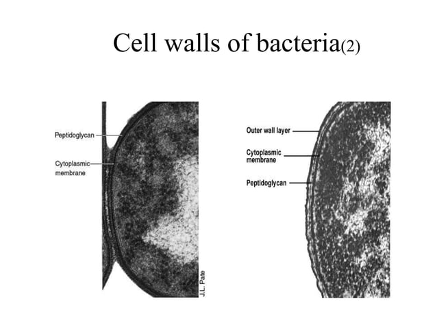 Morphology of bacteria | PPT | Biological Sciences | Science