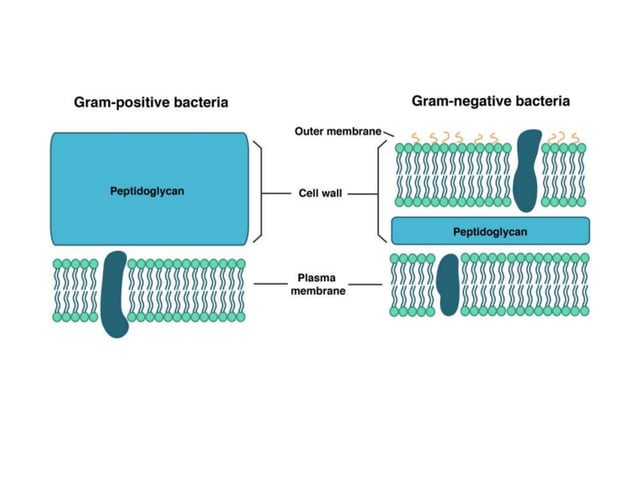 Morphology of bacteria | PPT | Biological Sciences | Science