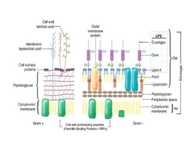Morphology of bacteria | PPT | Biological Sciences | Science