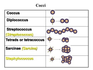 Morphology of bacteria | PPT