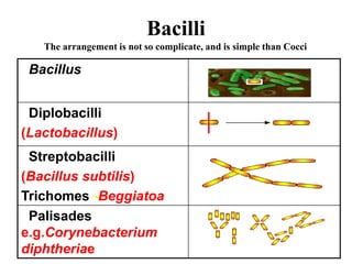 Morphology of bacteria | PPT