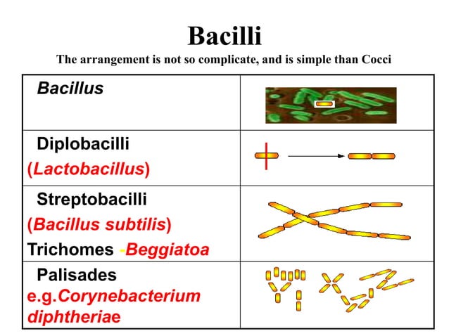 Morphology of bacteria | PPT | Biological Sciences | Science