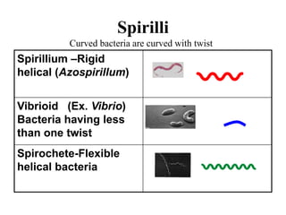 Morphology of bacteria | PPT