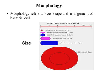 4morphologyofbacteria-200525061423 2.pdf