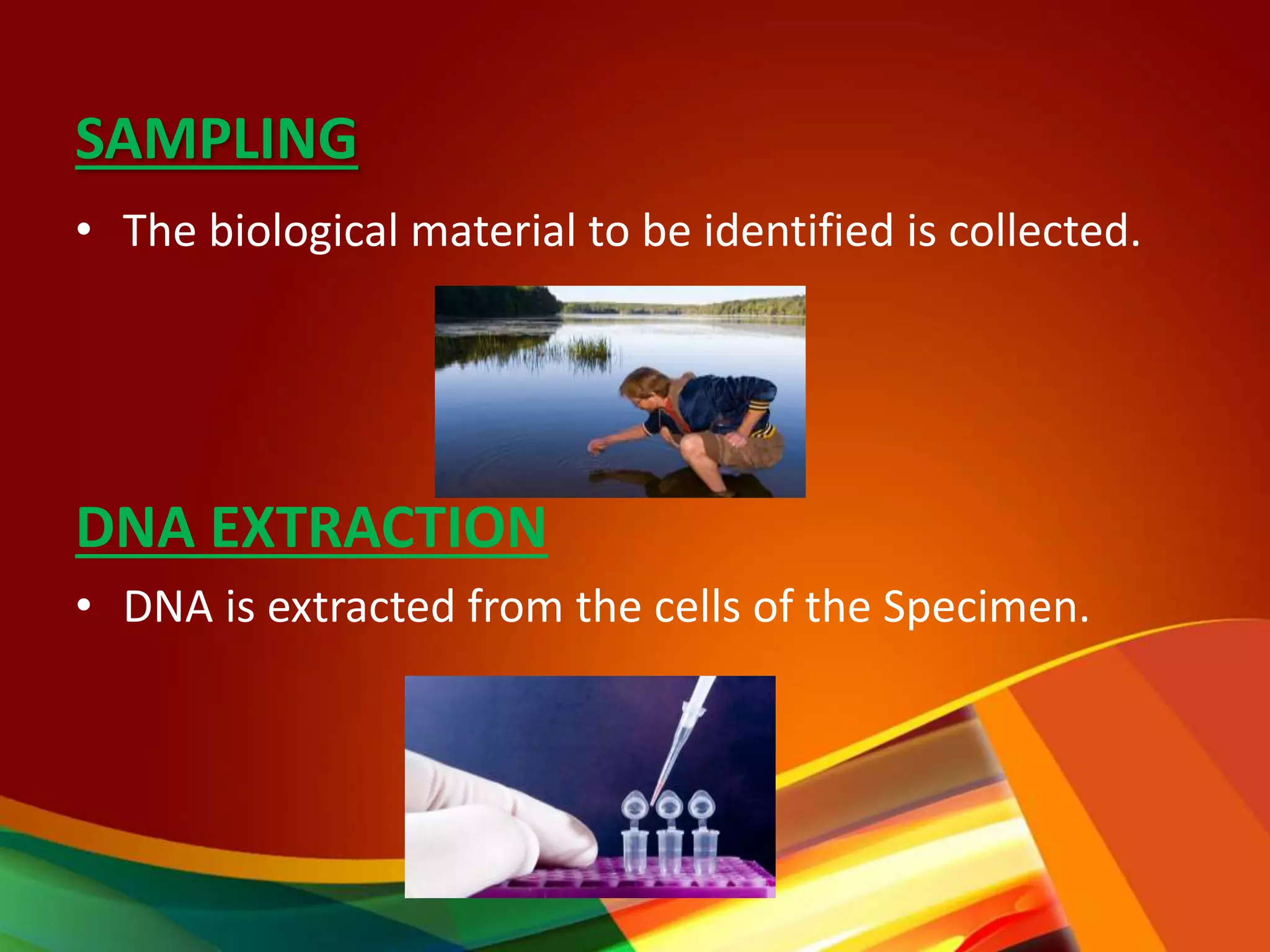 DNA AND RNA BASED TAXONOMY OF ANIMALS | PPTX | Biological Sciences ...