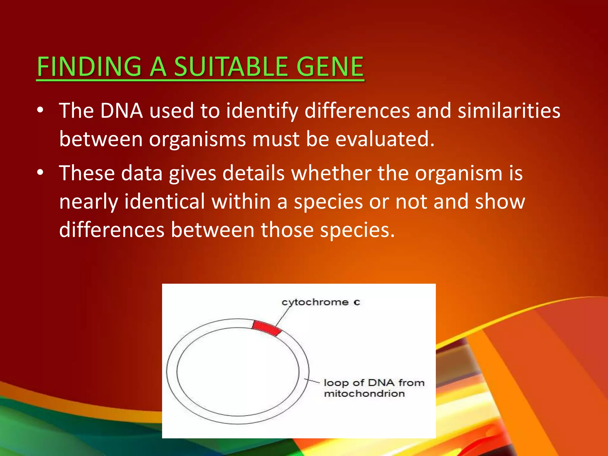 DNA AND RNA BASED TAXONOMY OF ANIMALS | PPTX | Biological Sciences ...