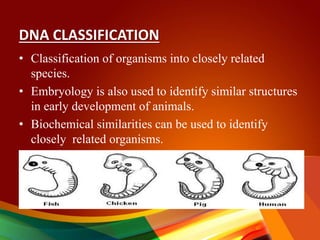 DNA AND RNA BASED TAXONOMY OF ANIMALS | PPTX | Biological Sciences ...