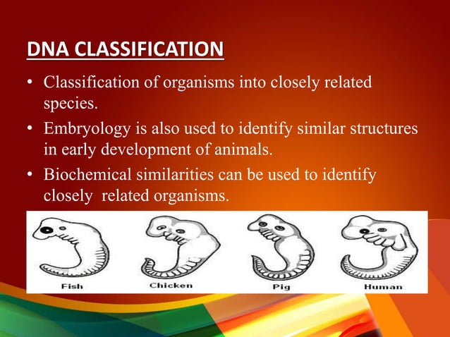 DNA AND RNA BASED TAXONOMY OF ANIMALS | PPTX | Biological Sciences ...