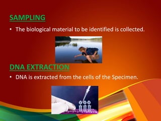 DNA AND RNA BASED TAXONOMY OF ANIMALS | PPTX