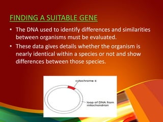 DNA AND RNA BASED TAXONOMY OF ANIMALS | PPTX | Biological Sciences ...