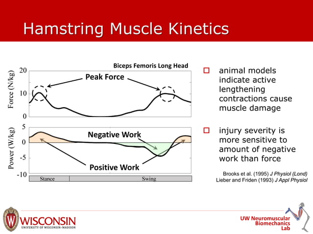 Bryan Heiderscheit _hamstring-mechanics | PPT