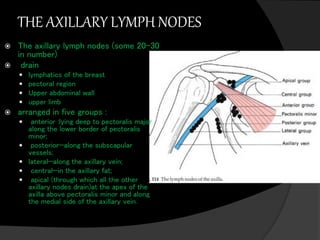 Lymphatic Drainage Of Breast and Its Applied | PPTX