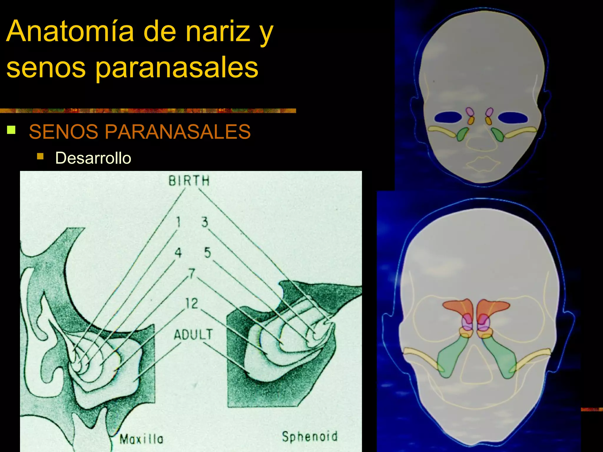 4 nariz y senos paranasales | PPT