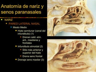 4 nariz y senos paranasales | PPT