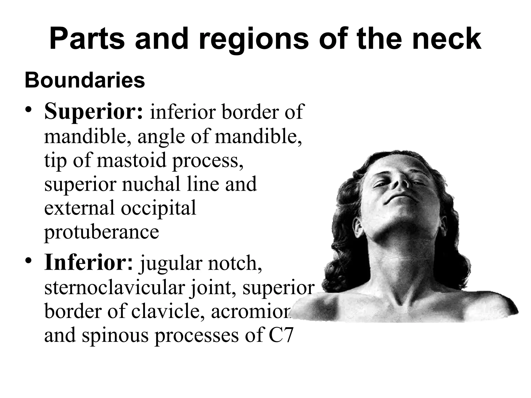 4 neck | PPT