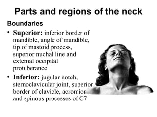 4 neck | PPT