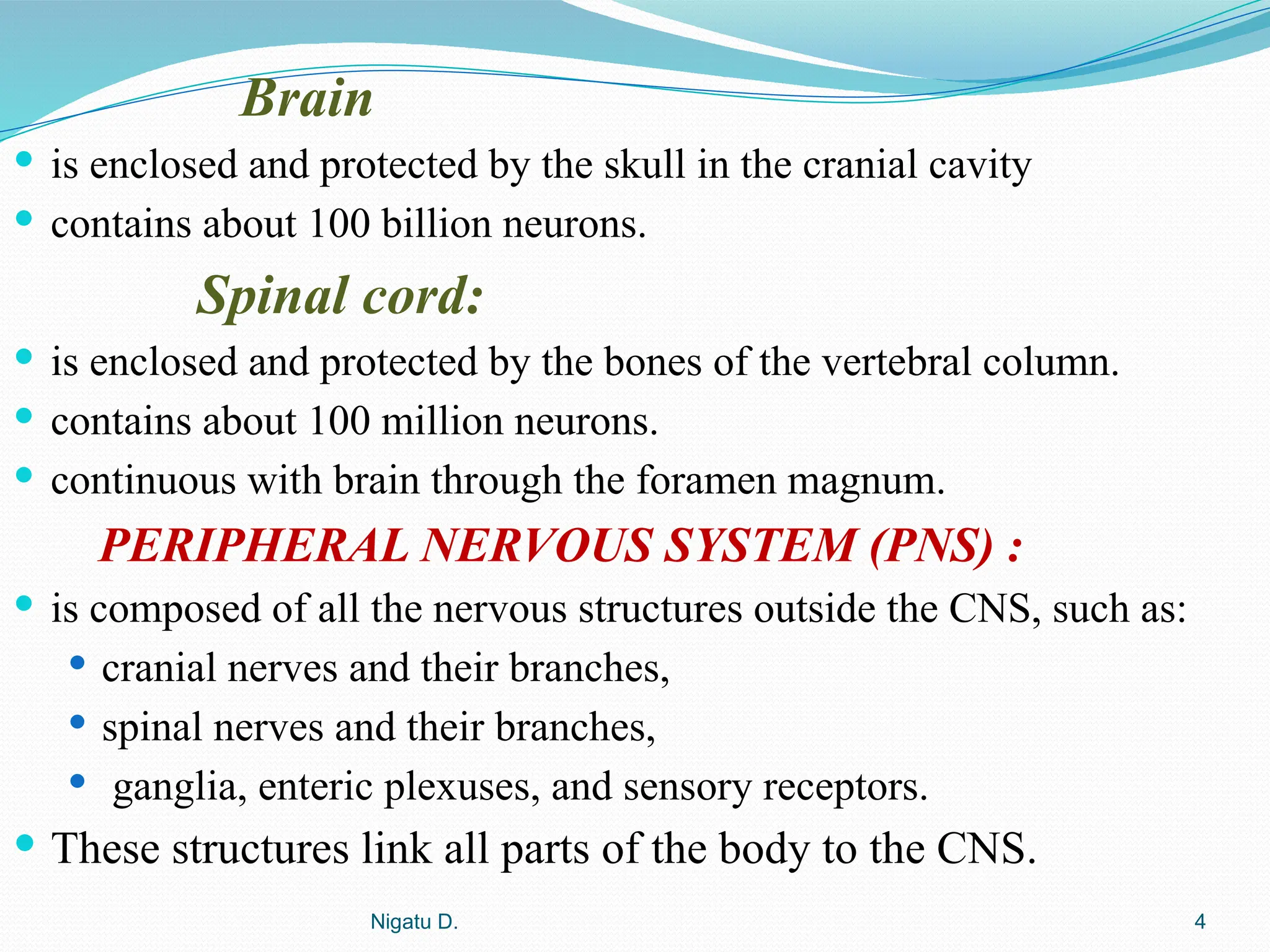 Anatomy of The Nervous System ambo-1.pptx