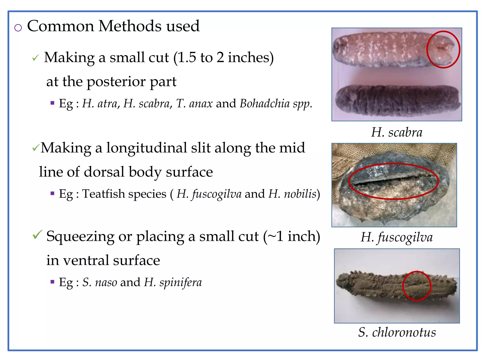 Processing of sea cucumbers to bêche-de-mer: A case study from Sri ...