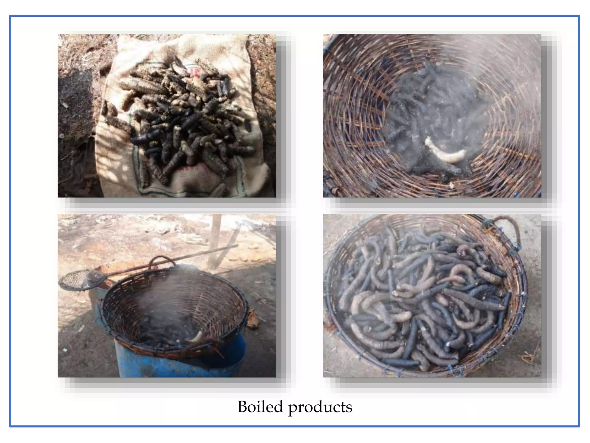 Processing of sea cucumbers to bêche-de-mer: A case study from Sri ...