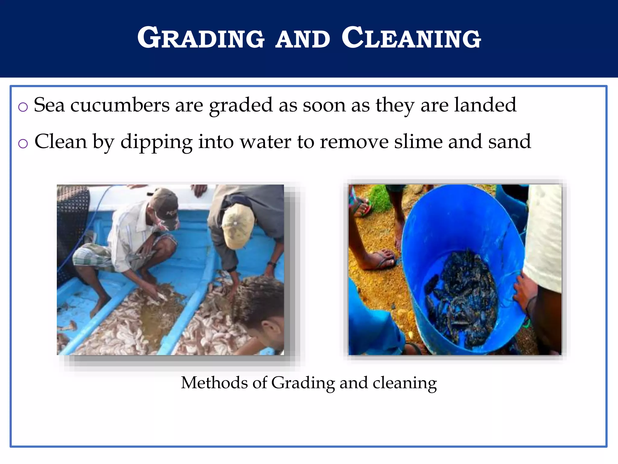 Processing of sea cucumbers to bêche-de-mer: A case study from Sri ...