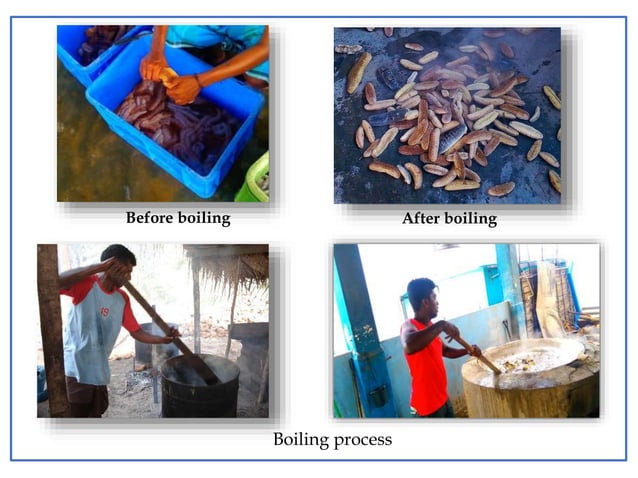 Processing of sea cucumbers to bêche-de-mer: A case study from Sri ...