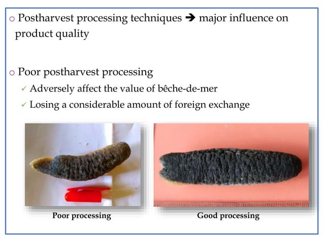 Processing of sea cucumbers to bêche-de-mer: A case study from Sri ...