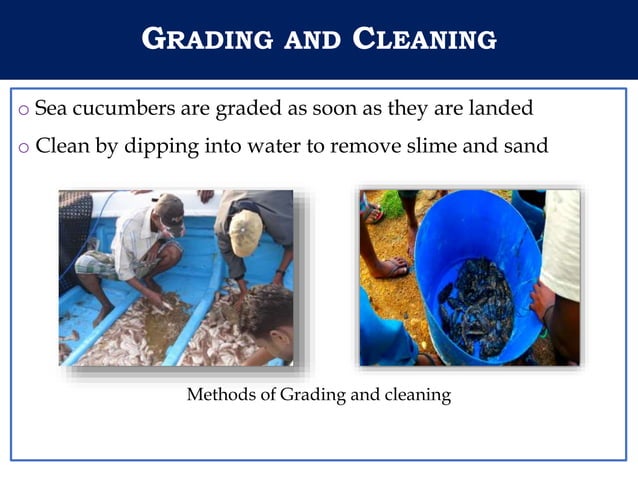 Processing of sea cucumbers to bêche-de-mer: A case study from Sri ...