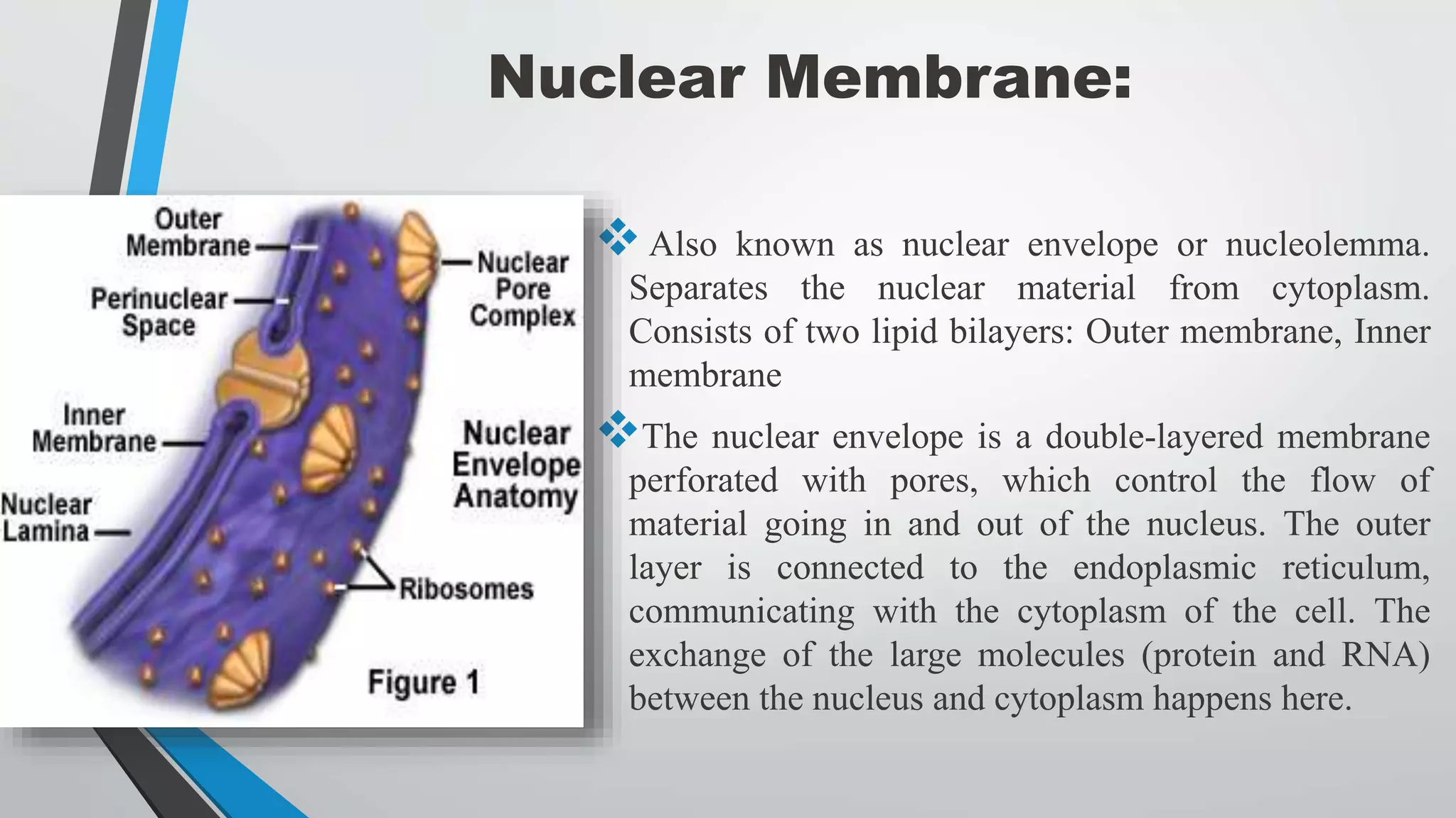 Nucleas and chromosome.pptx