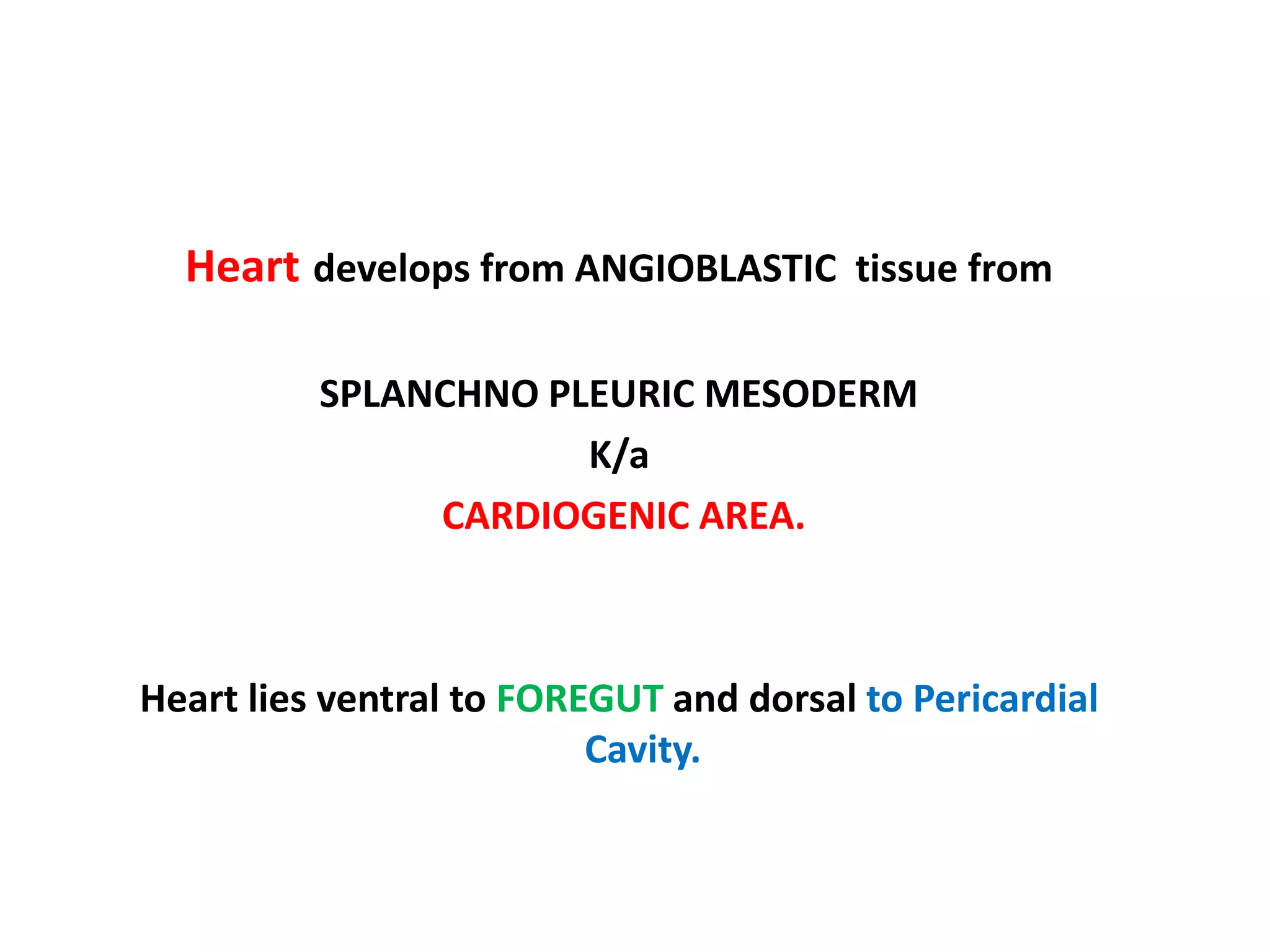Development of heart cvs anatomy | PPTX | Heart and Cardiovascular ...
