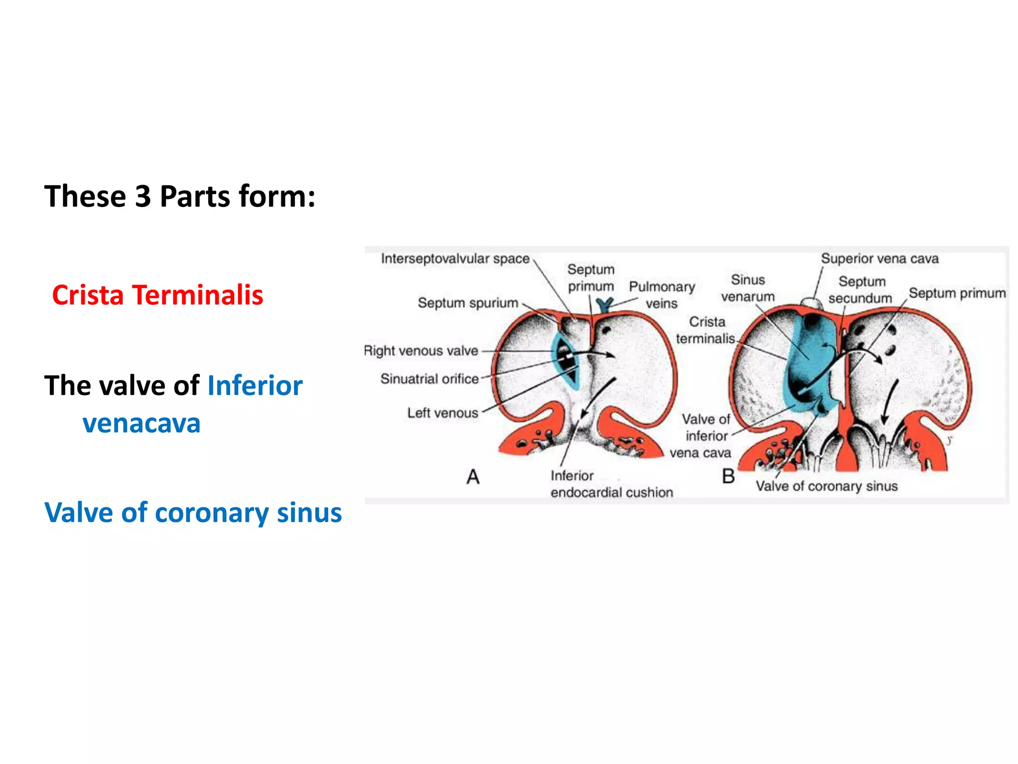 Development of heart cvs anatomy | PPTX