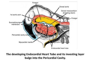 Development of heart cvs anatomy | PPTX