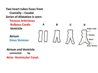 Development of heart cvs anatomy | PPTX